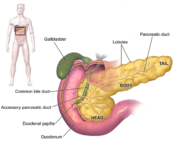 Bile Acid Malabsorption | Natural Treatment That Works